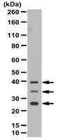 Anti-VEGF-B Antibody | ABC429